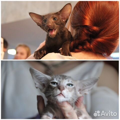 Шоколадная кошечка и лиловый мраморный котик