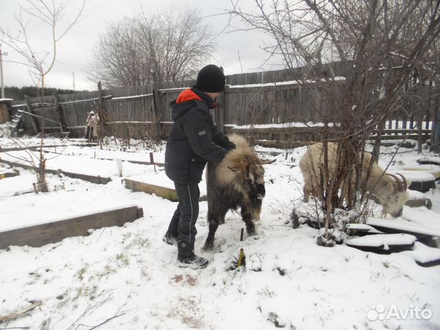 Продам козла