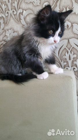Ищем дом котенку необычного окраса