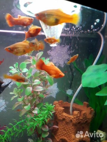 Аквариумные рыбки в дар