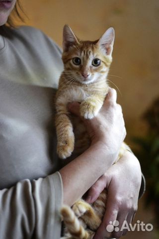 Рыжий котёнок мальчик