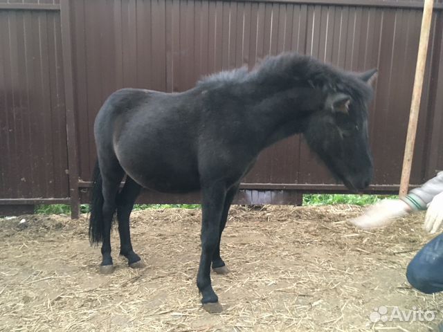 Шетландские пони