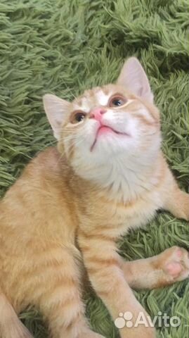 Рыжий котик ищет дом