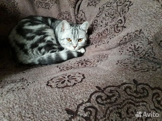 Кот