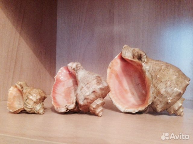 Морские раковины Ракушки