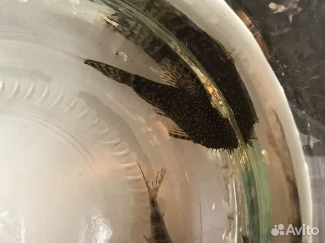 Сом анциструс