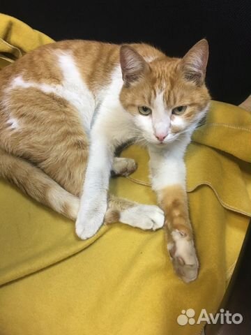 Котик ищет любящих хозяев
