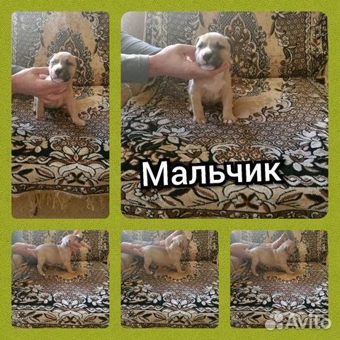 Щенки питбулята