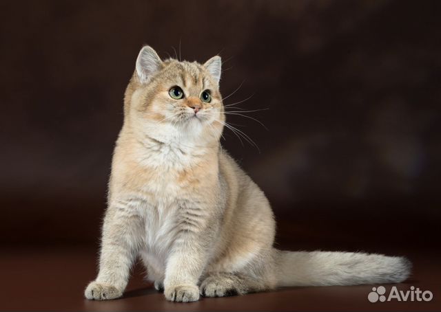 Девочка- британочка, золотая шиншилла