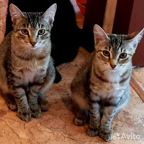 Ищут дом котята 4 мес