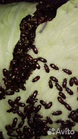 Жуки чернотелки (знахарь)