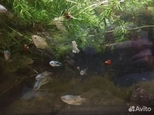 Отдам мальков мраморных гурами