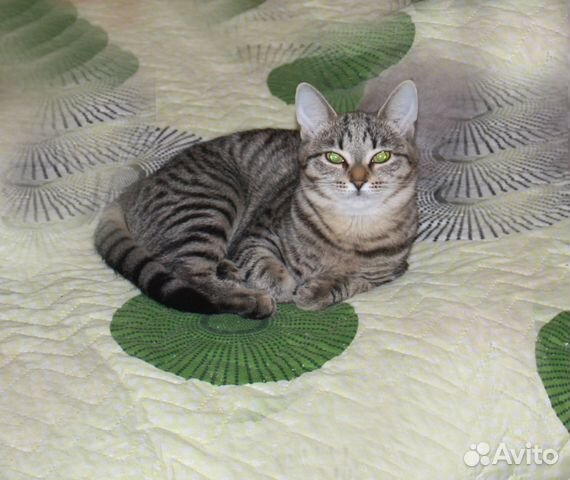 Котие 5 мес плюшевый