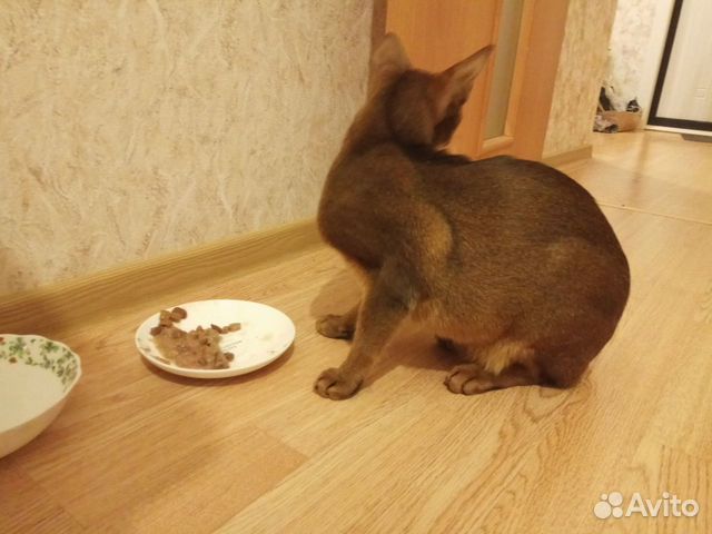 Абиссинский котик 1.5года