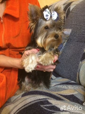 Продается щенок йорка