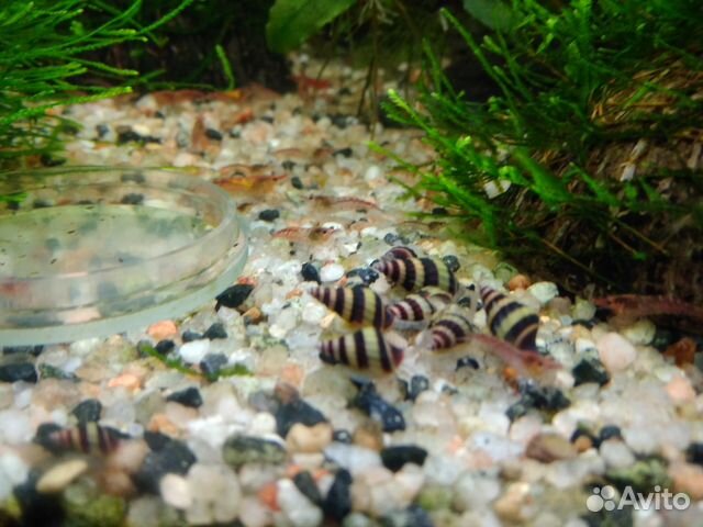 Улитки Хилены