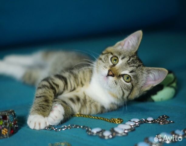 Красотка Мусильда 2 мес