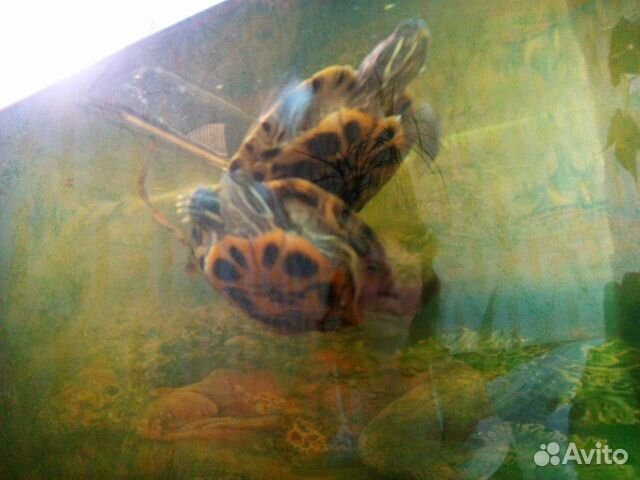 Отдам двух красавиц-красноушек