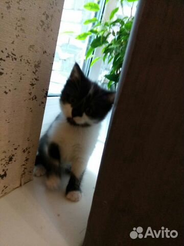 Красотка ищет своих хозяев