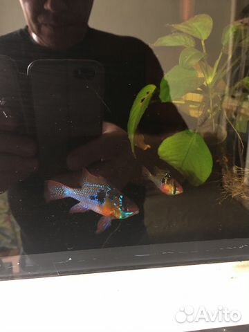 Апистограммы