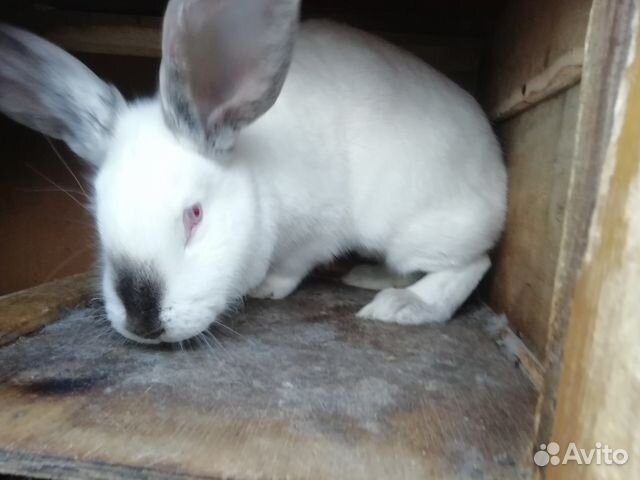 Продам крола/ самку и месячных кроликов
