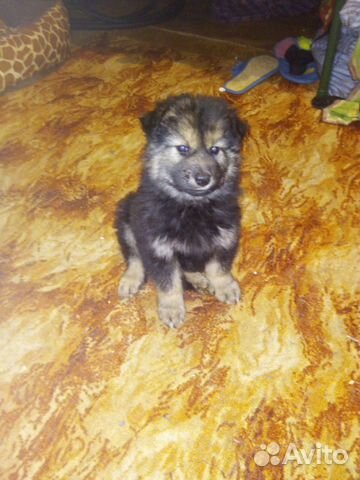 Шикарный метис Лексус в дар