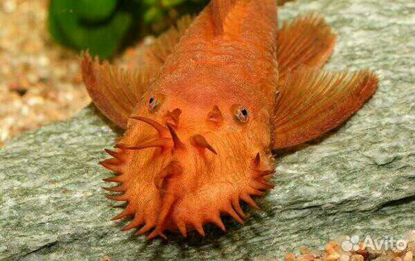 Анциструс Супер Ред