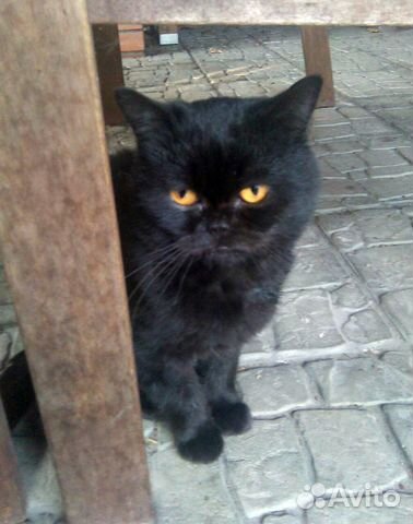 Красивейший британский черный кот
