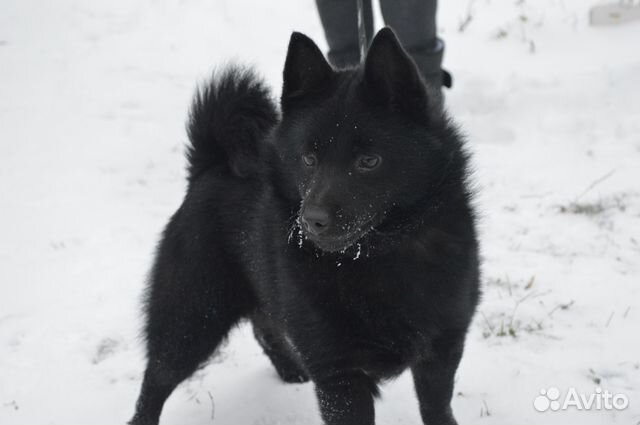 Щенок схипперке