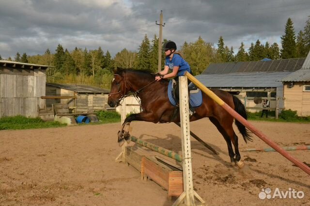 Мерин 2001 г.р., конкурный, стартующий