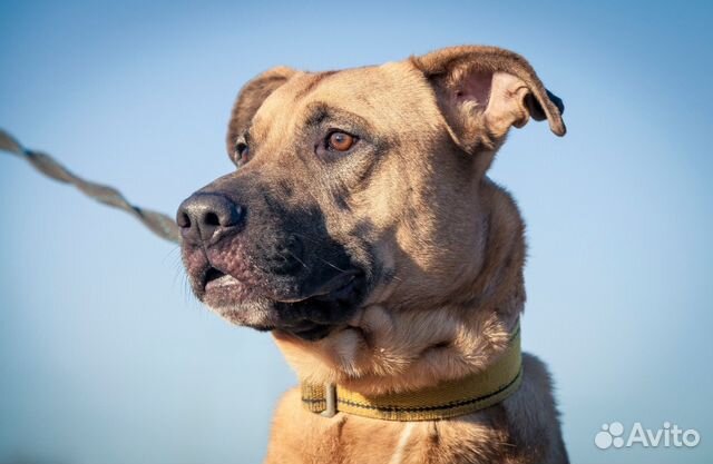 Воспитанный стафф в добрые руки