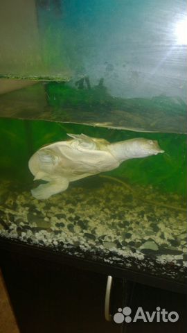 Продам черепаху