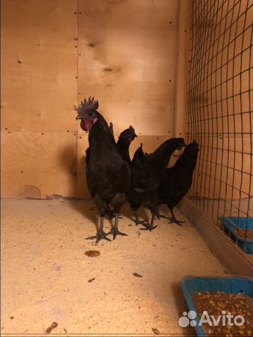 Курочки Ухейилюй