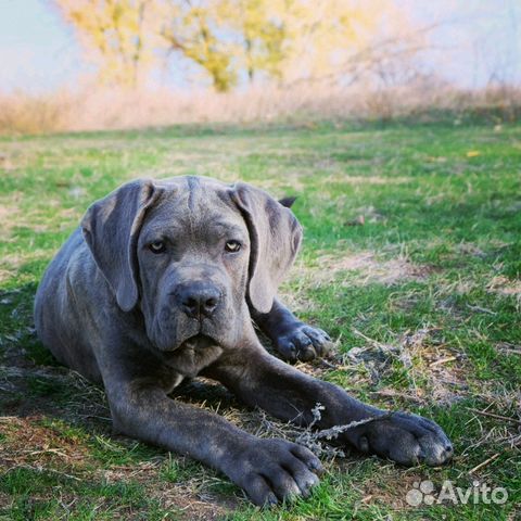 Серо тигровая девочка