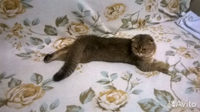 Шикарный золотой вислоухий котёнок