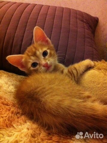Отдаем в добрые руки рыженькую девочку 1 месяц