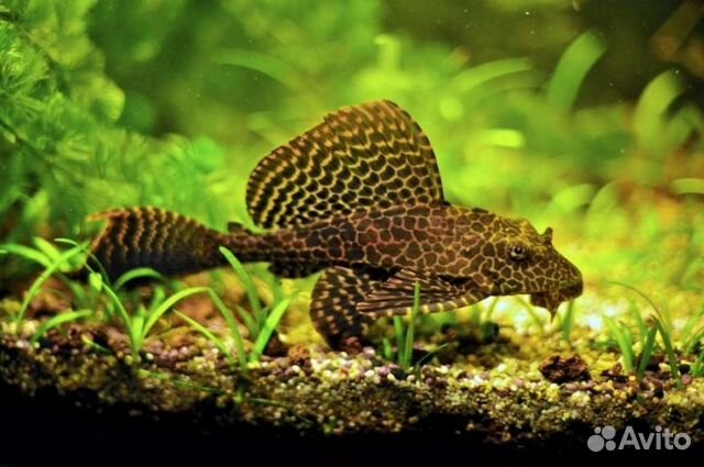 Порчевый сом