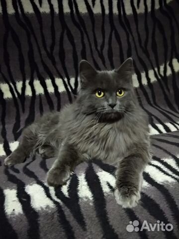 Котику нужна невеста