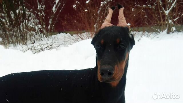 Щенки добермана ч/п и к/п