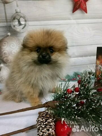Померанский шпиц