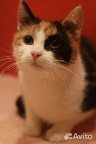 Отдам ответственным людям