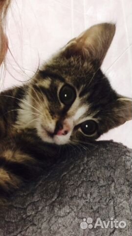 Котенок