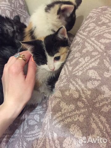 Отдам котят в добрые руки