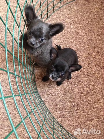 Чихуахуа парнишки