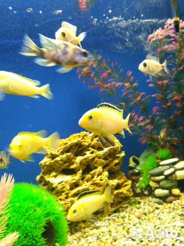 Цихлиды лабидохромис елоу и мультиколор