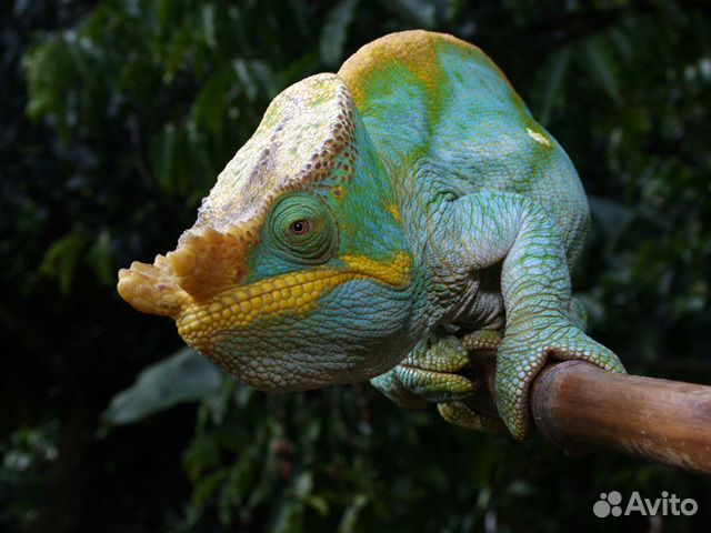 Продаются хамелеоны Парсони