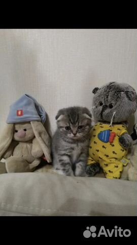 Котята Шотландские