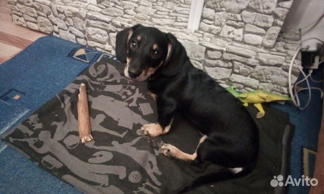 Отдам таксу