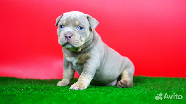 Американский Булли, девочка 4 недели