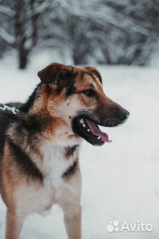 Благородный дворянин из приюта ищет любящих хозяев